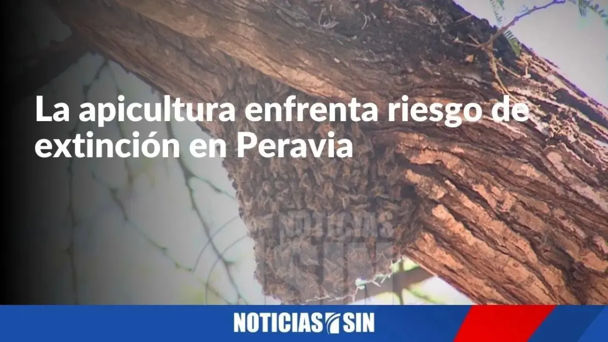 La apicultura enfrenta riesgo de extinción en Peravia | Noticias SIN